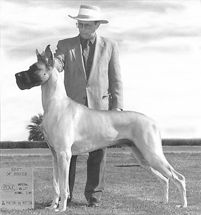 Pedigree: Ch Cosmic Maitau's Star Status